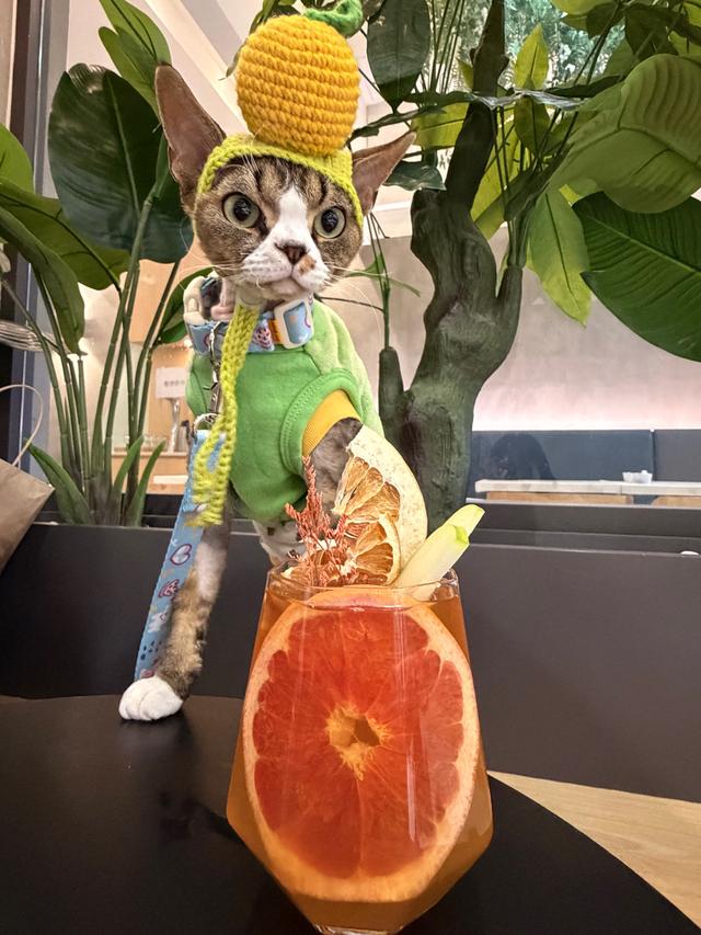 Review of Comfy by Chef's Stage (東廣場) by or#tm66532223 | OpenRice Hong Kong